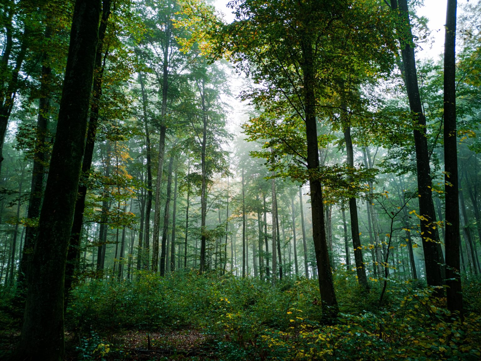 Une nouvelle forêt primaire en Europe - GlobalGoodness