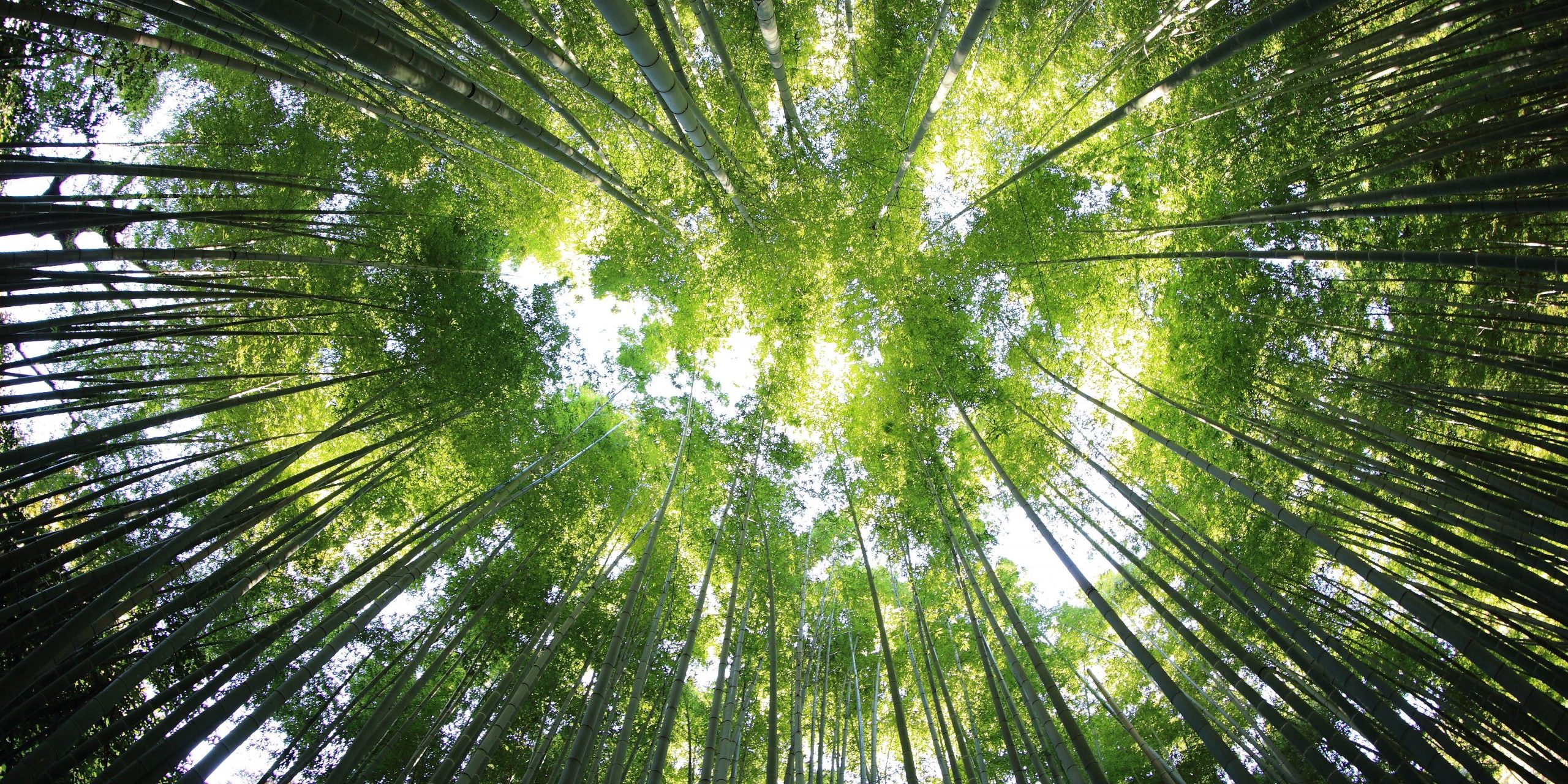 Une nouvelle forêt primaire en Europe - GlobalGoodness